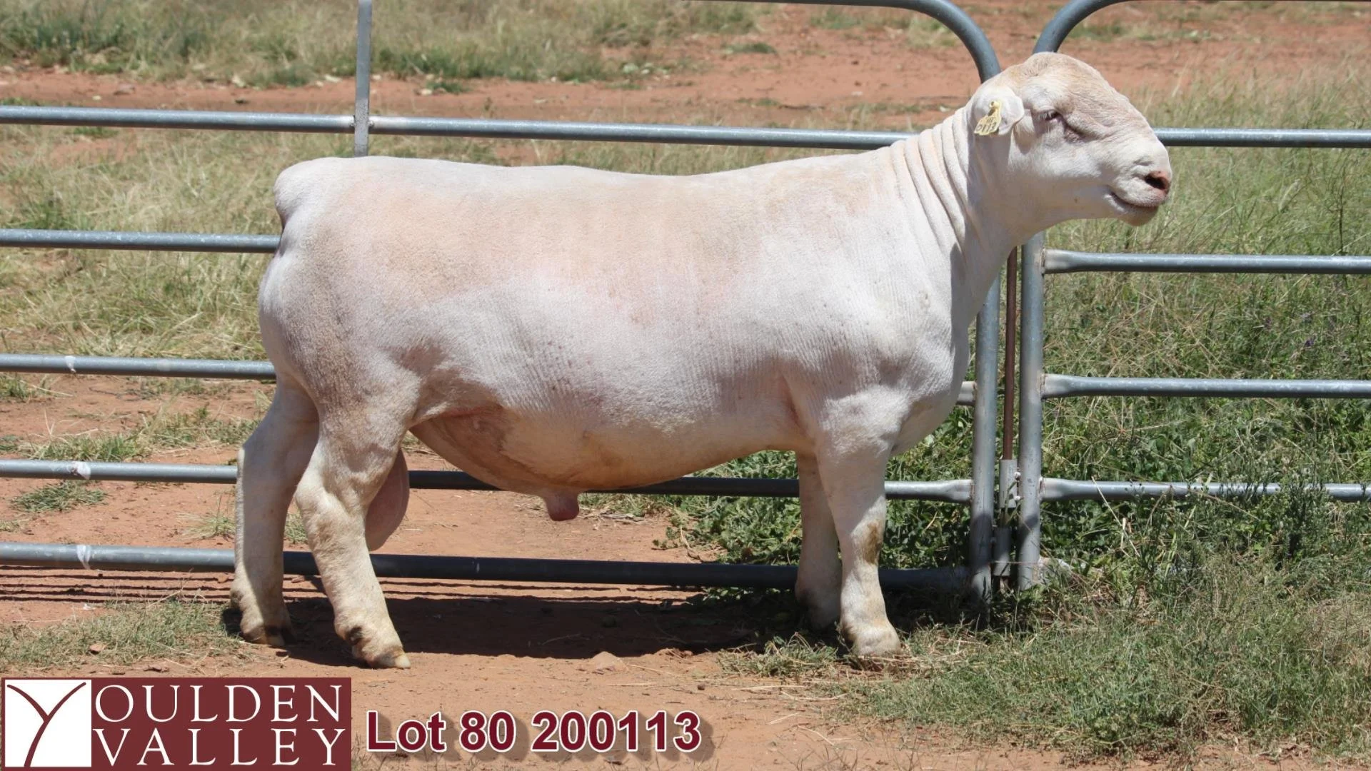 Boer Goats & Dorpers — Youlden Valley NSW, Australia