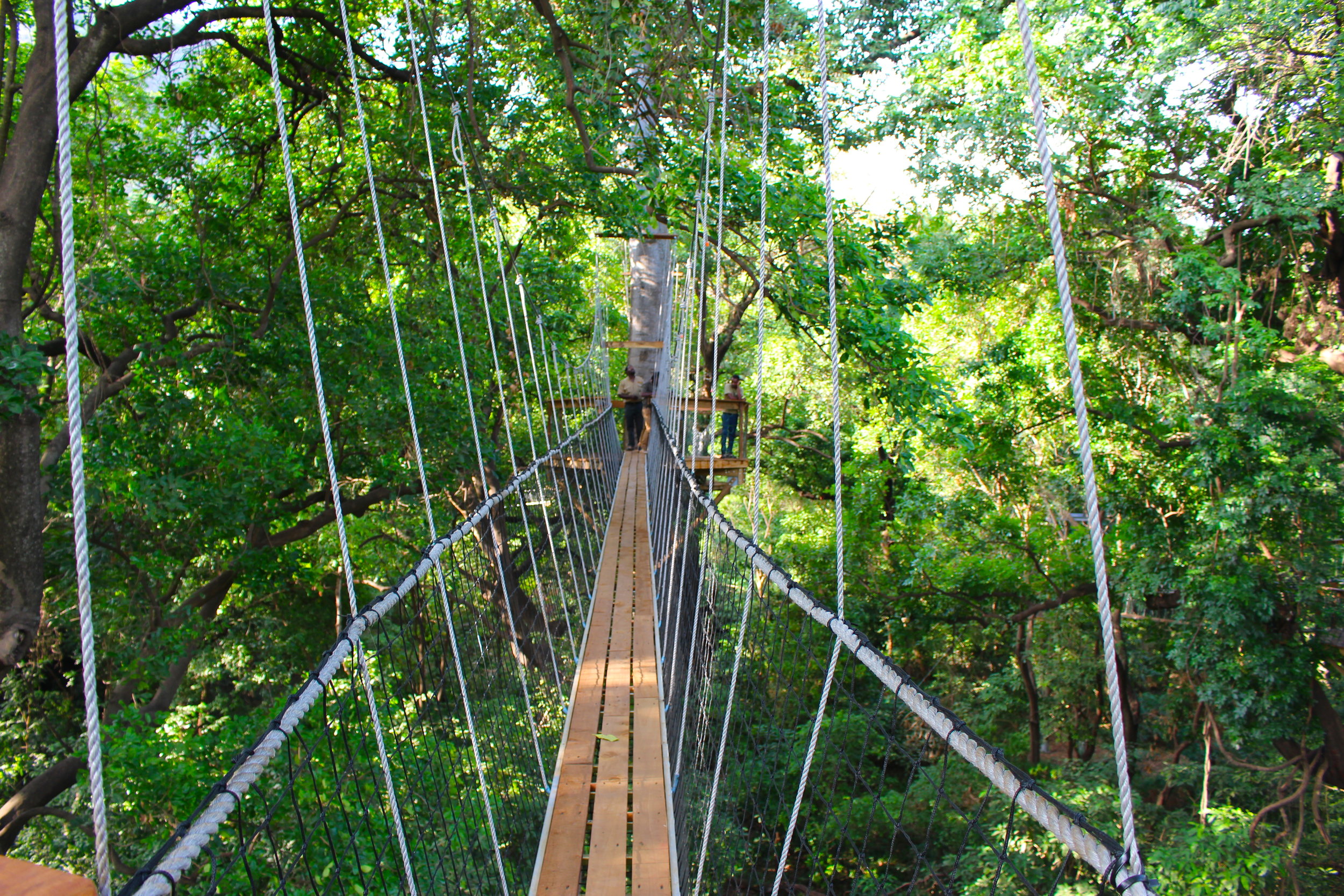 Tanzania's First Treetop Walkway — Tanzania Safari DMC - Takims Holidays