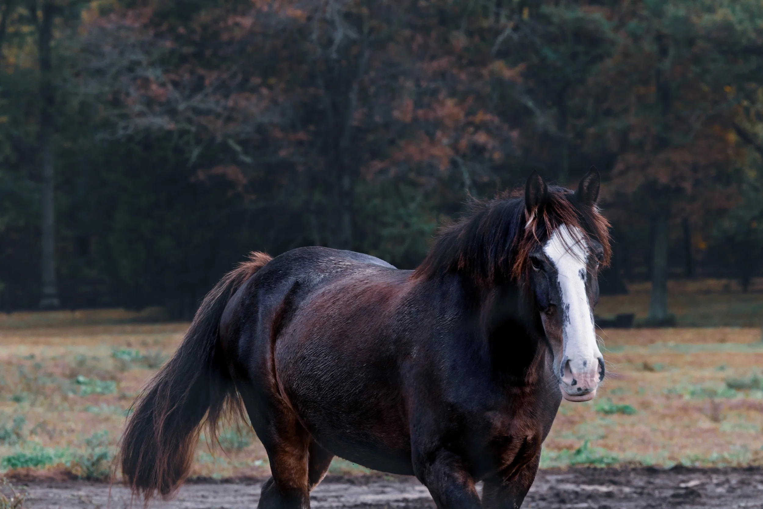 Boarding — Airy Hill Stables