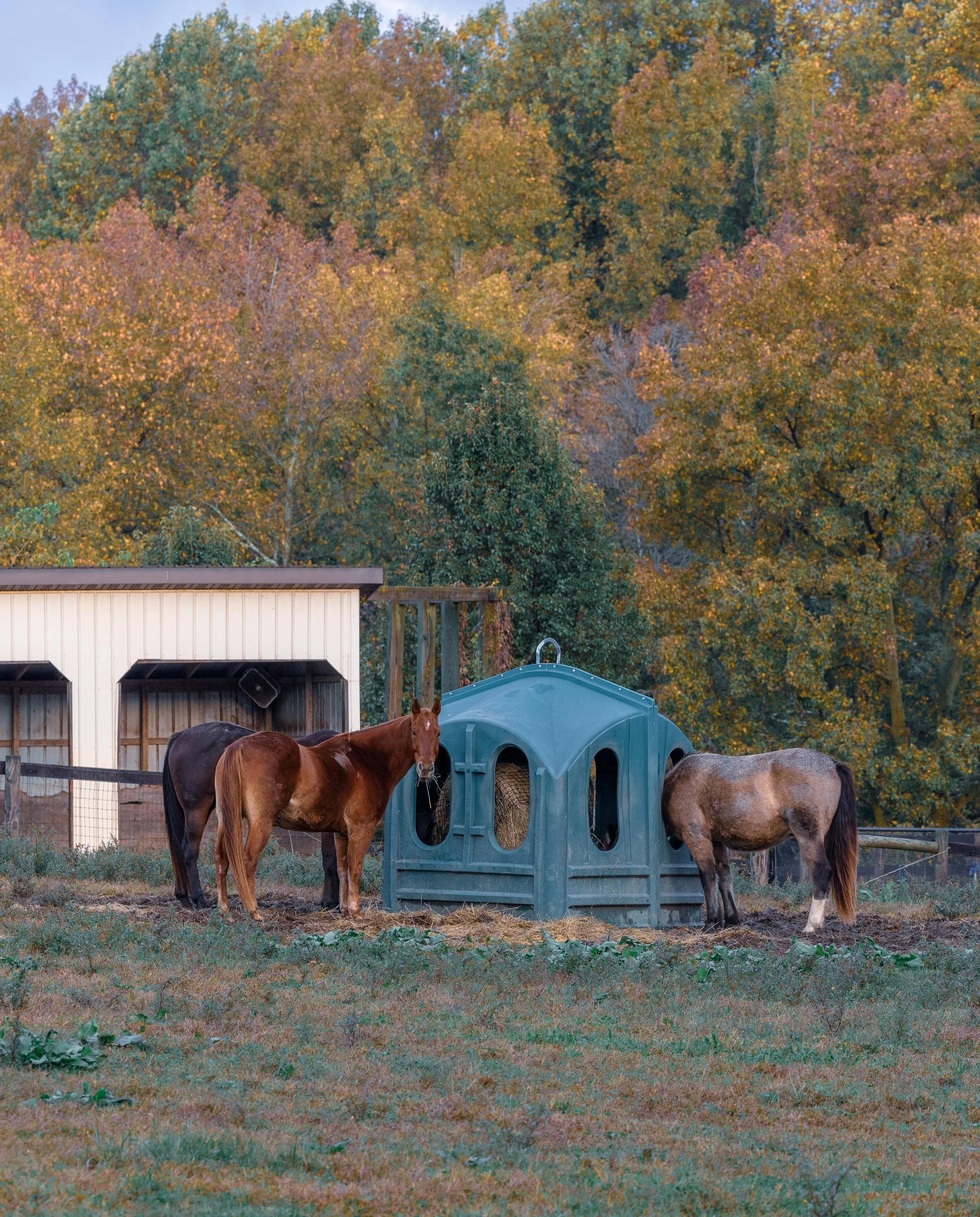 Boarding — Airy Hill Stables