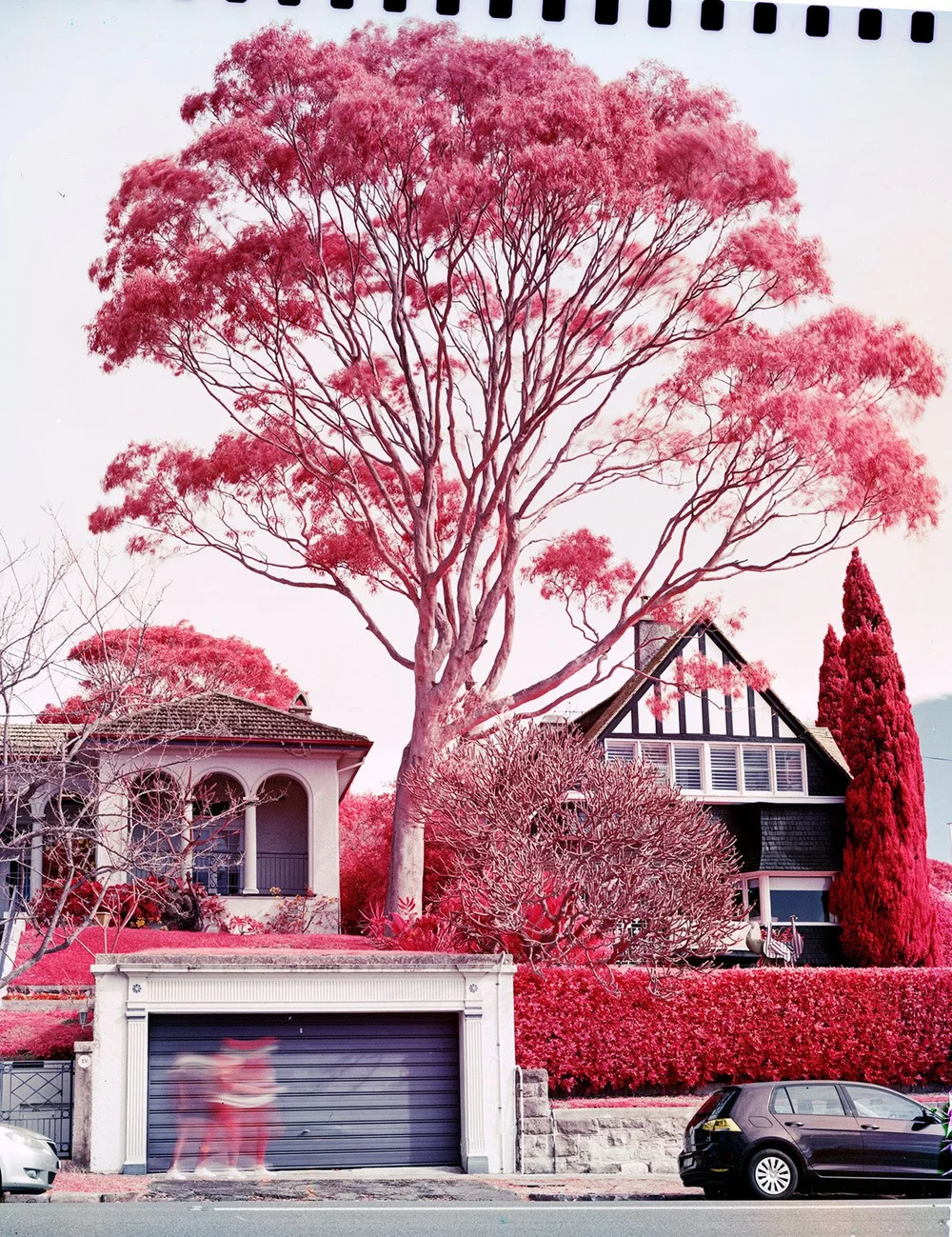 Guide for shooting Aerochrome colour infrared film — Rob Walwyn