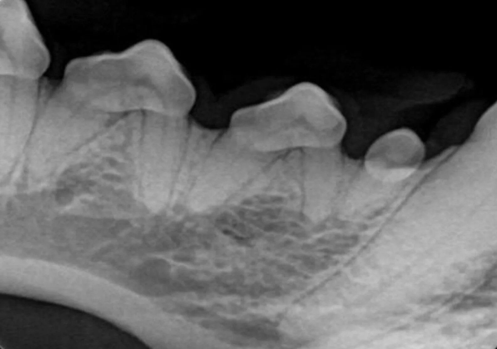 Pet Dentistry in Pensacola at Davis Animal Hospital — Davis Animal ...