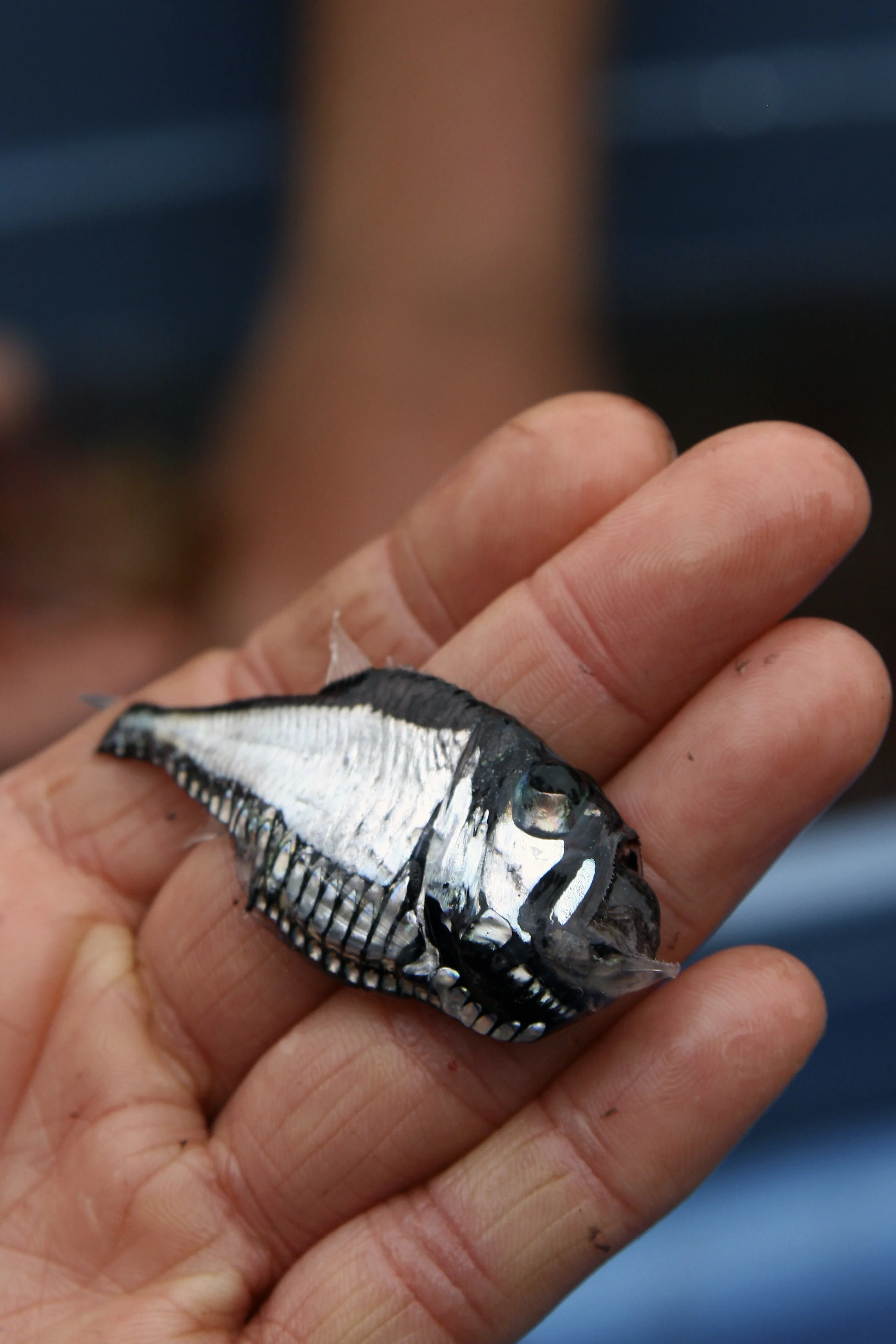 Images — Smith Laboratory: Evolution & Natural History of Fishes