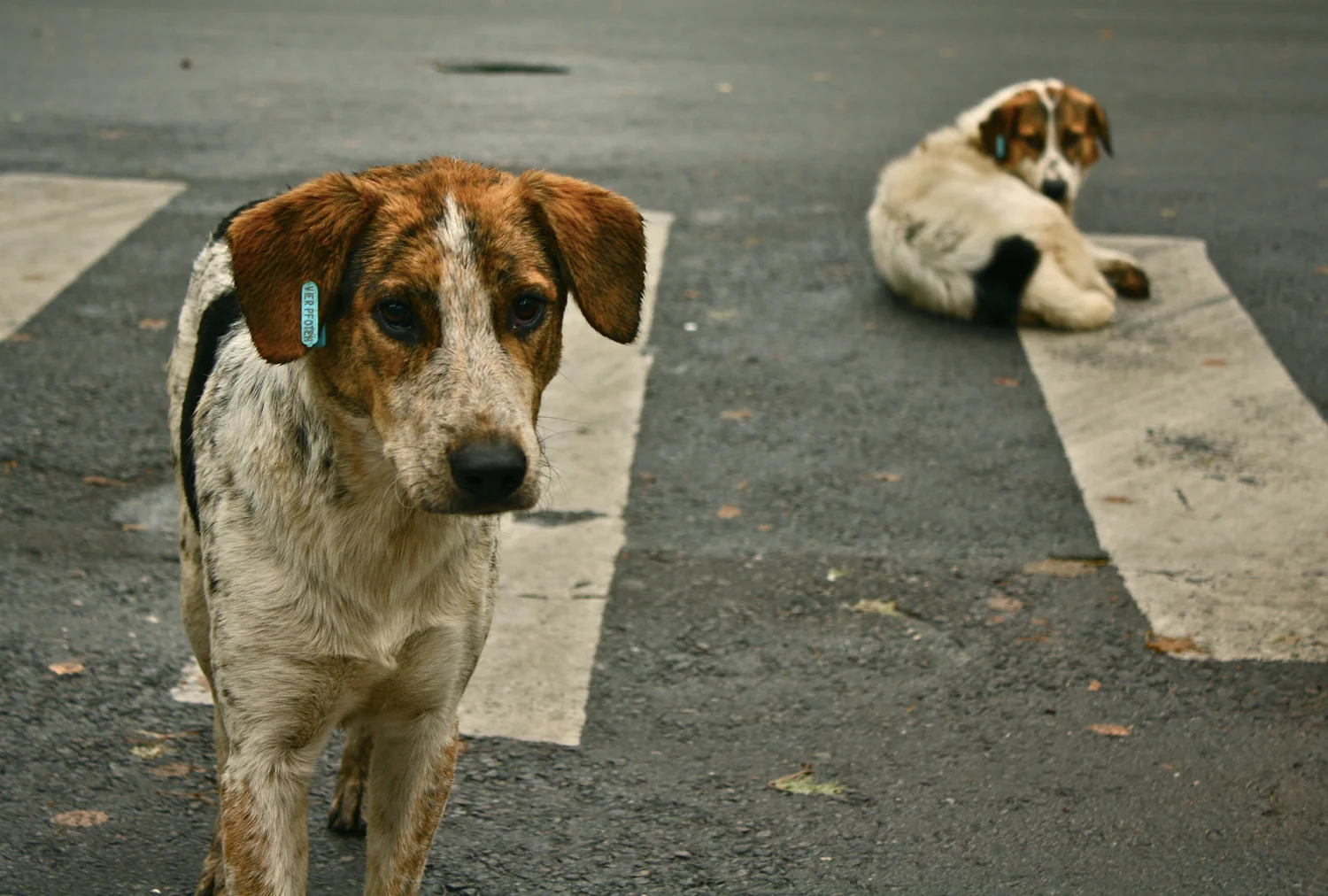Stray Dogs In Houston Houston