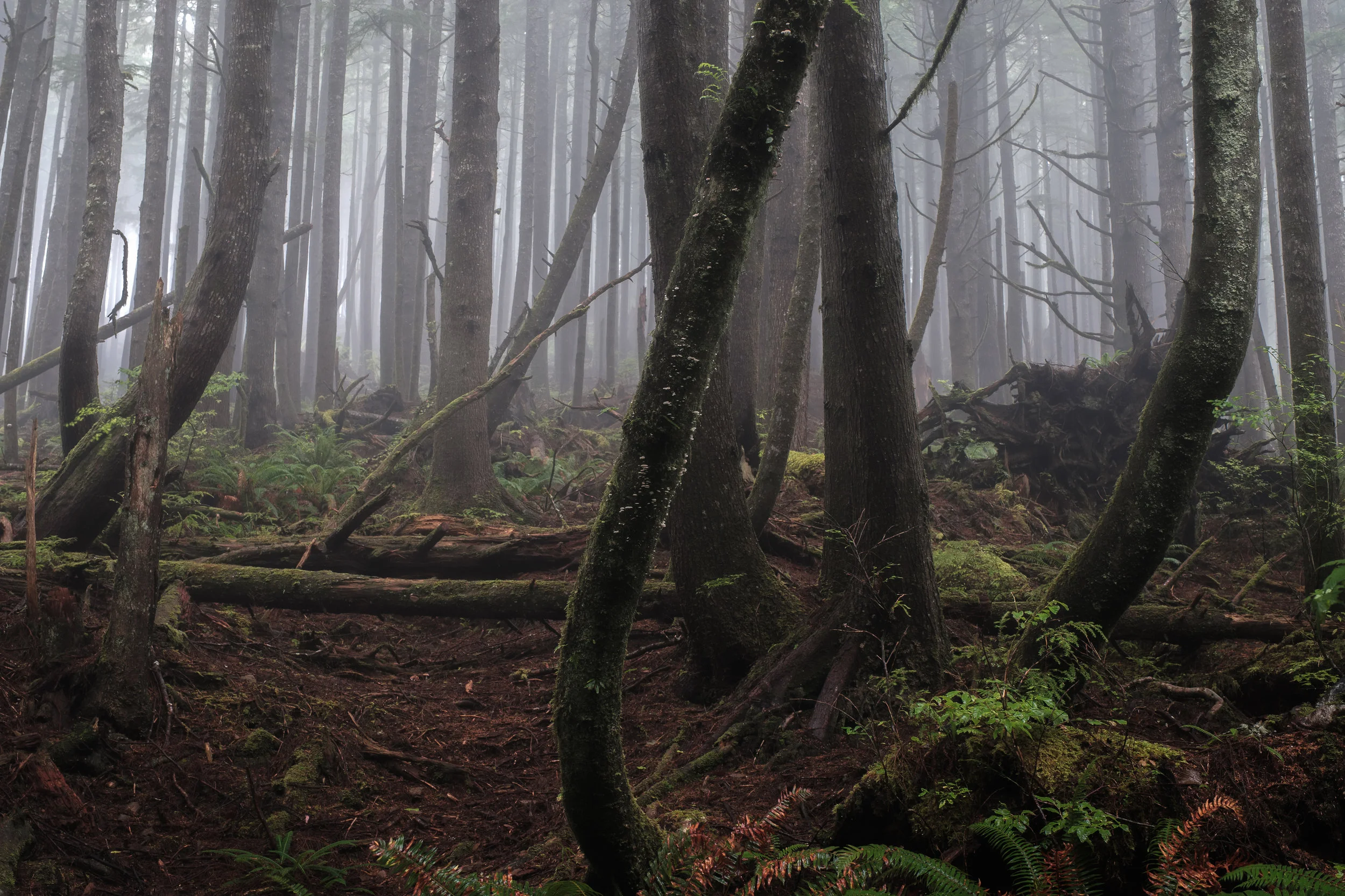 Photographing Forests: What I've Learned — Compelling Imaging - Photography