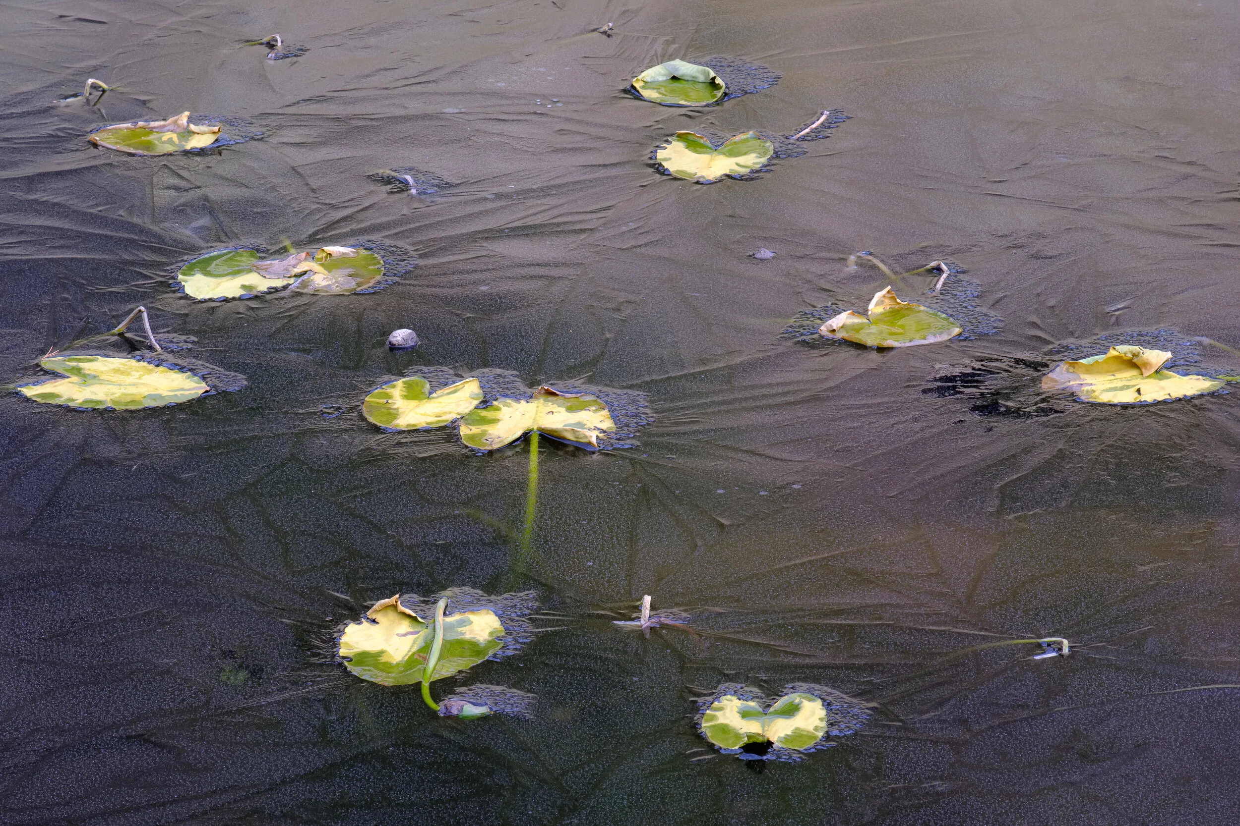 Behind the Lens: Ice Lily 1 & 2 — Compelling Imaging - Photography