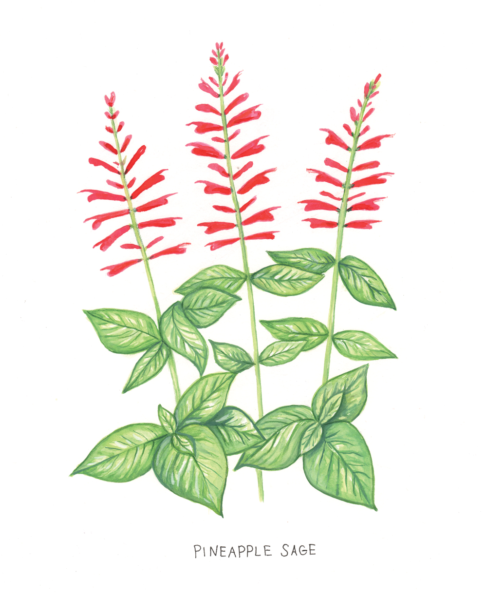 Botanicals & Moths — Jessica Peña Heberle