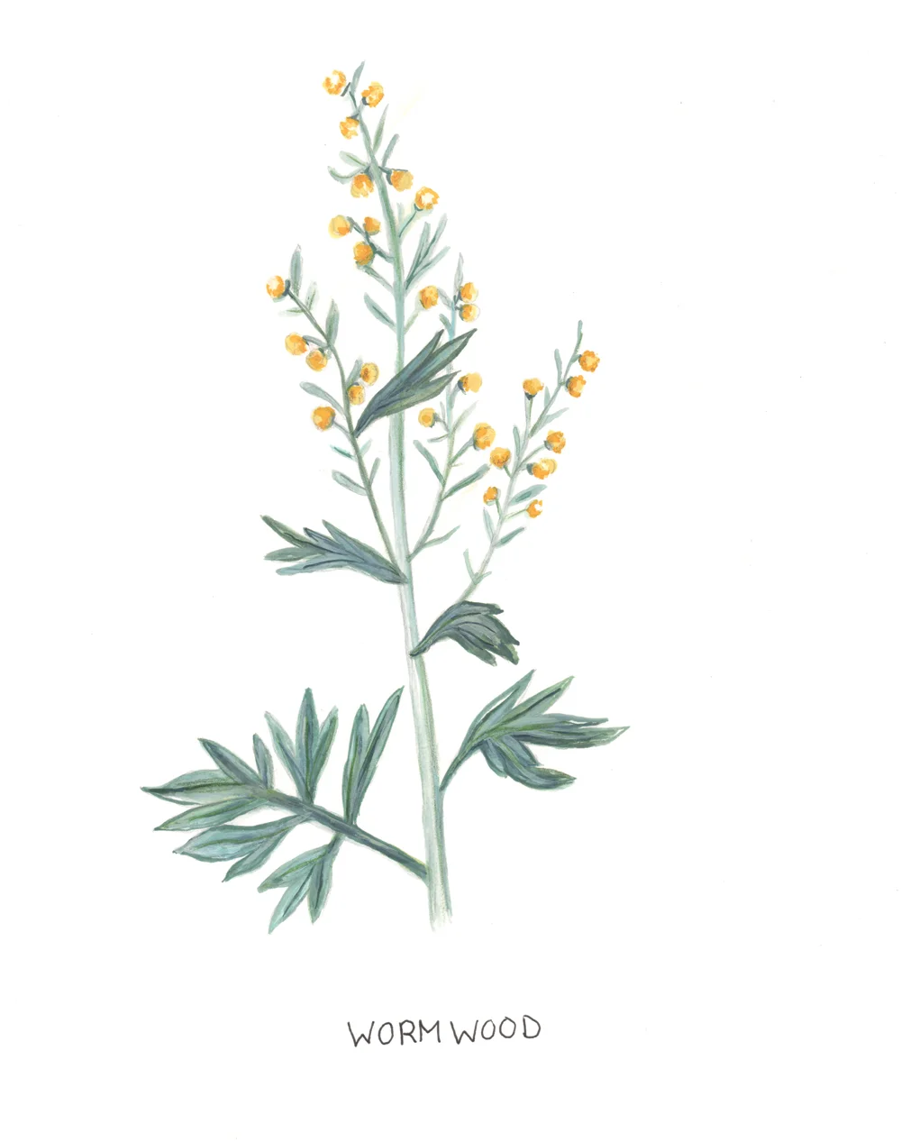 Botanicals & Moths — Jessica Peña Heberle