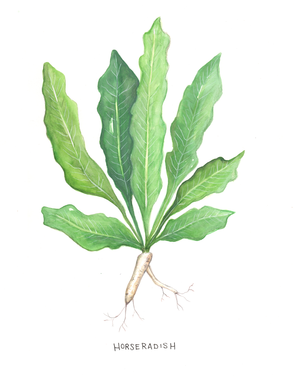 Botanicals & Moths — Jessica Peña Heberle