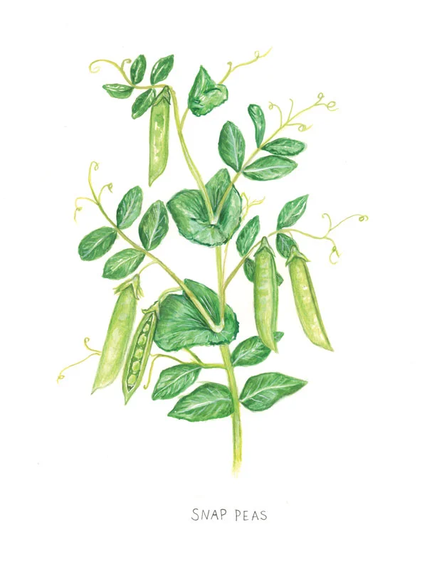 Botanicals & Moths — Jessica Peña Heberle