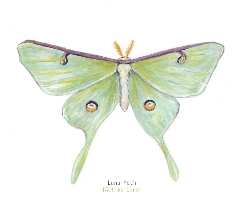 Botanicals & Moths — Jessica Peña Heberle