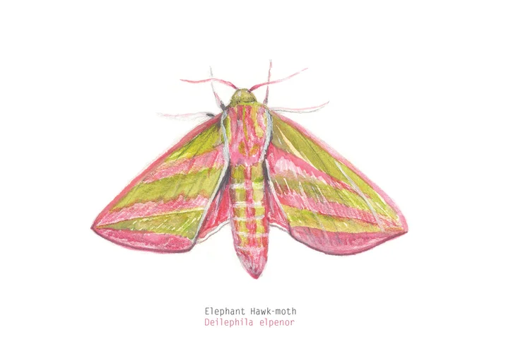 Botanicals & Moths — Jessica Peña Heberle