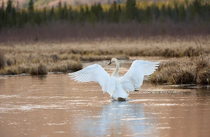 Welcome Page, unique and innovative images of the natural world.Colin ...