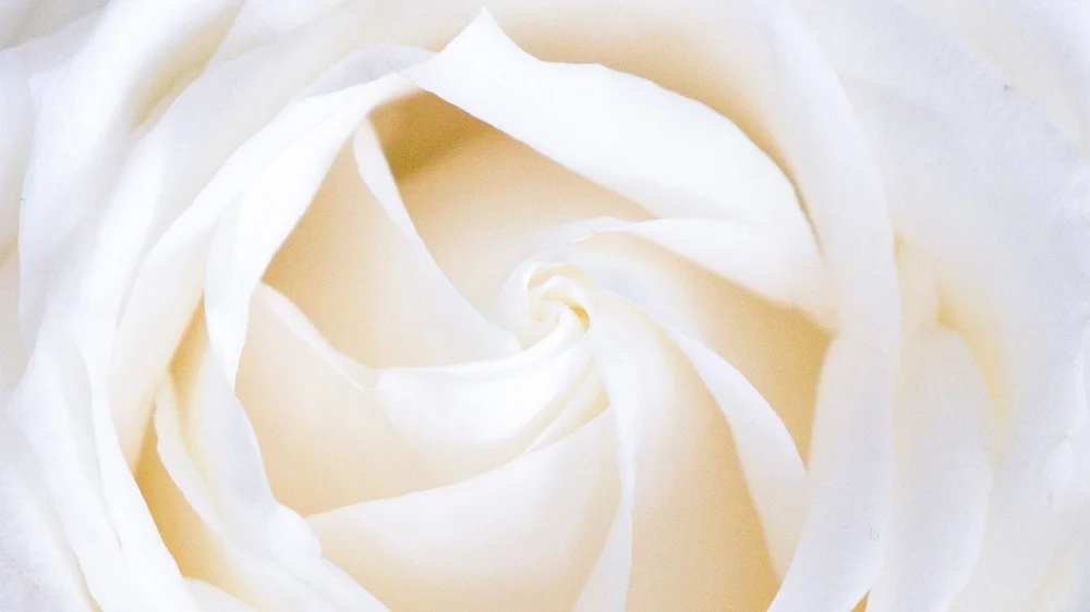 Influenz | Le nuancier: les roses
