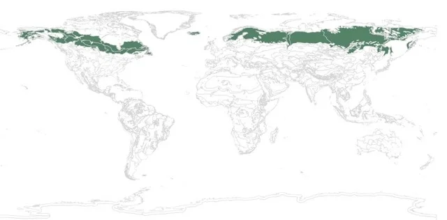 Boreal Forest and Taiga — Ecology Pocket Guide