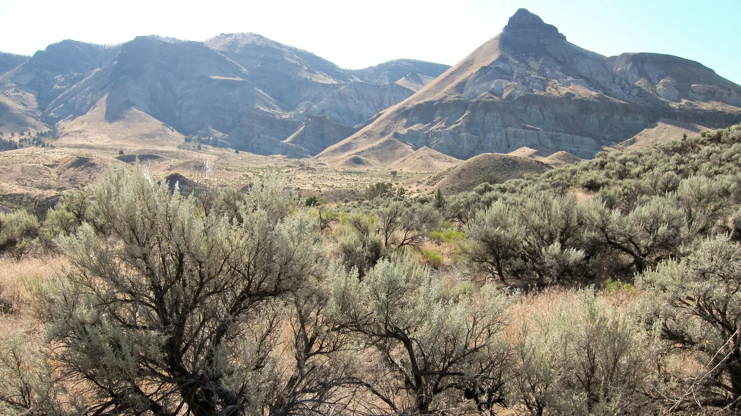 Desert and Xeric Shrubland — Ecology Pocket Guide