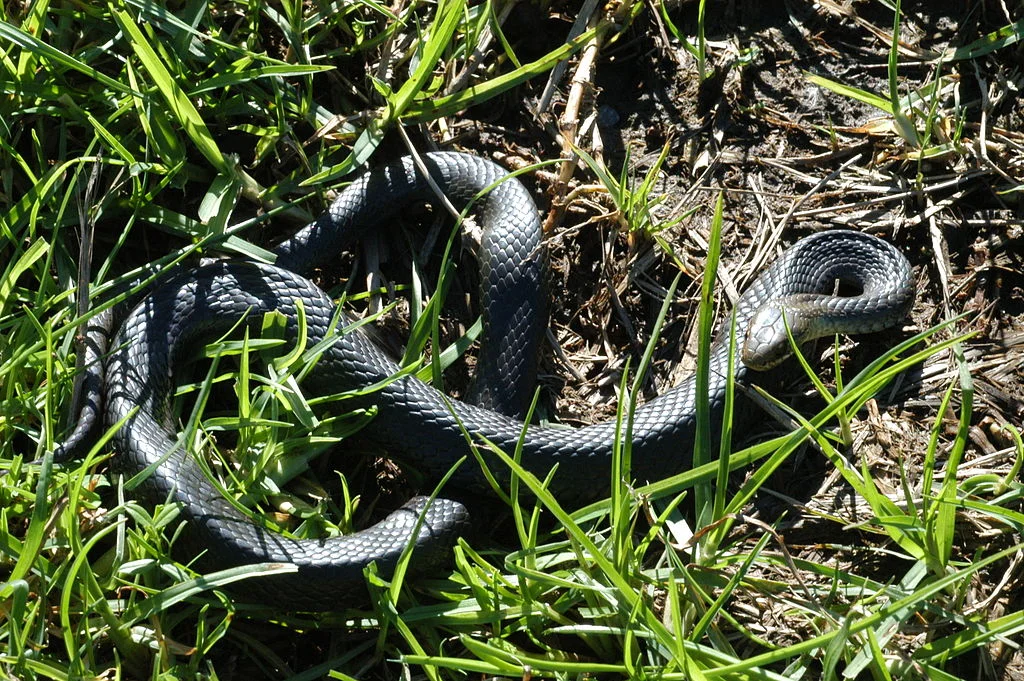 Flooded Grassland and Savanna — Ecology Pocket Guide