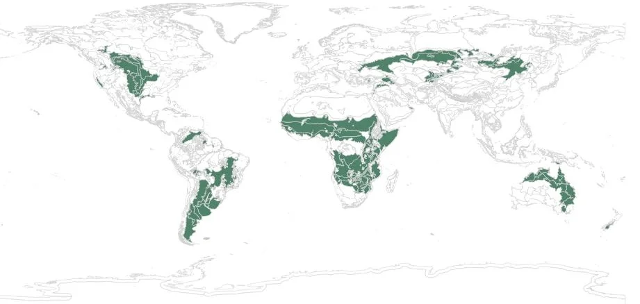 Temperate and Tropical Grasslands, Savannas, and Shrublands — Ecology ...