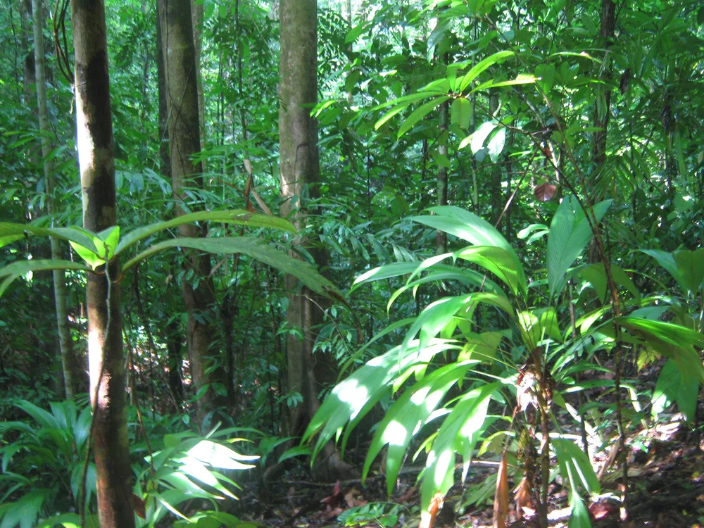 Broad Leaved Forest