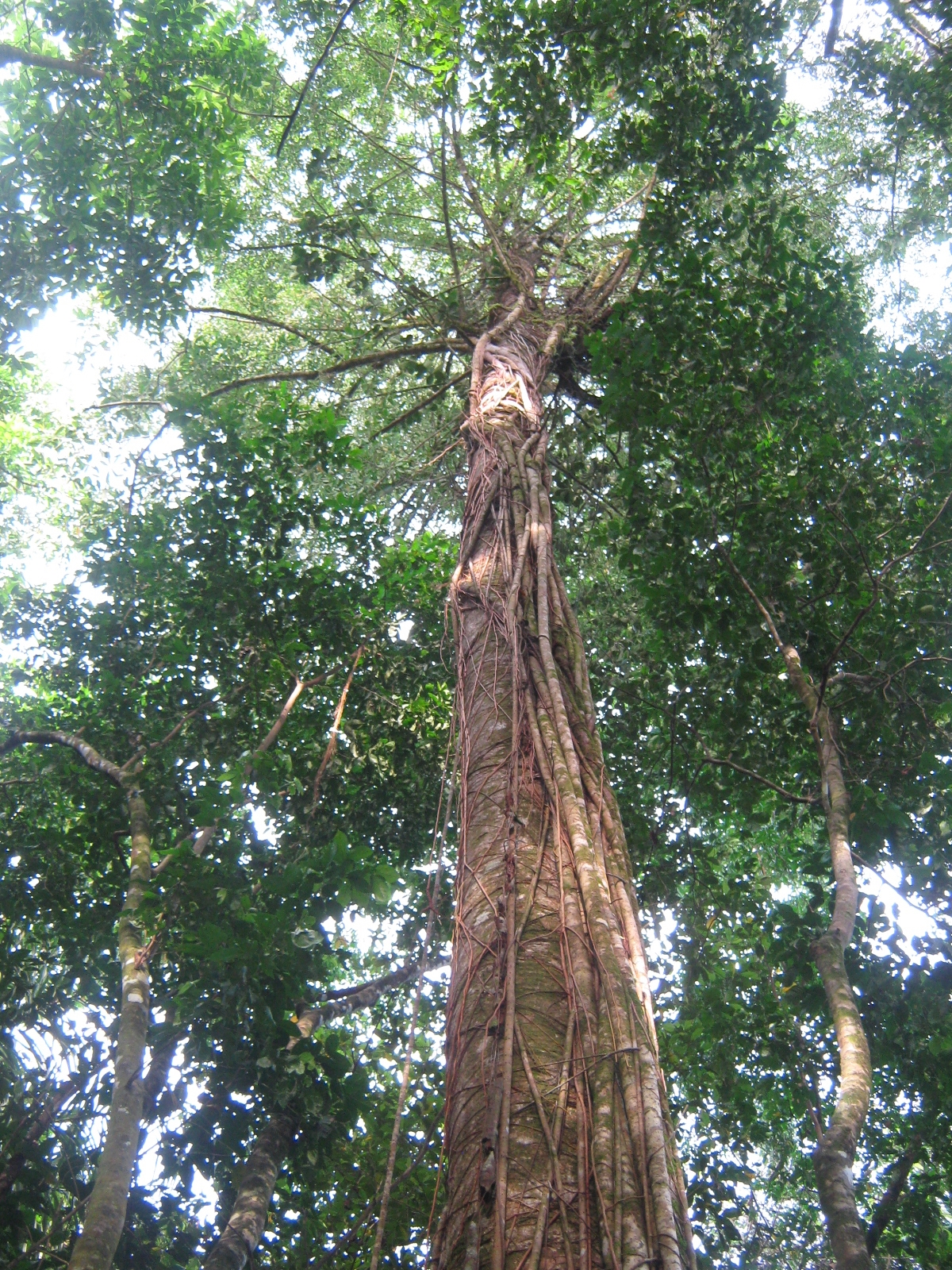 Tropical and Subtropical Moist Broadleaf Forest — Ecology Pocket Guide