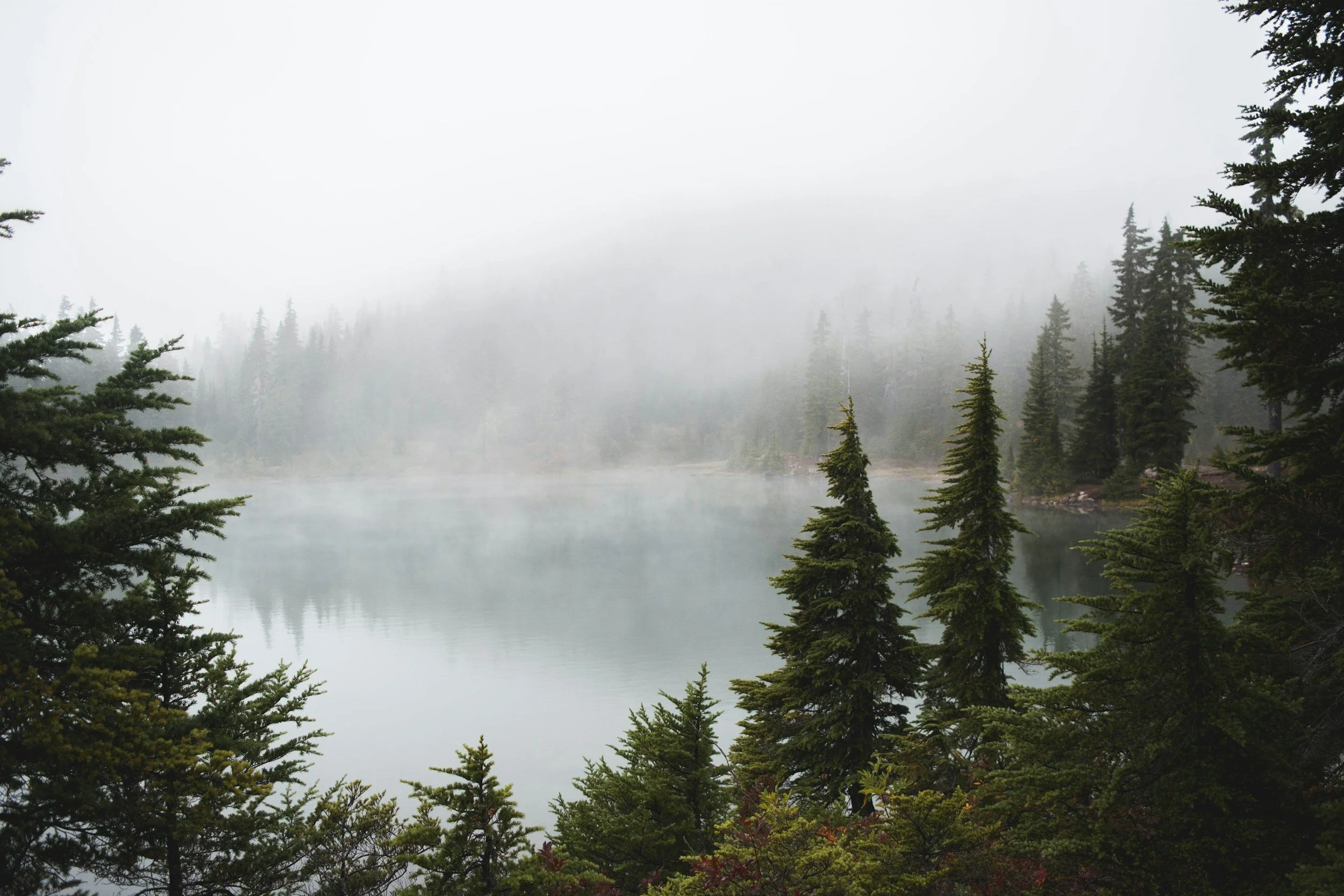 Temperate, Tropical, and Subtropical Coniferous Forest — Ecology Pocket ...