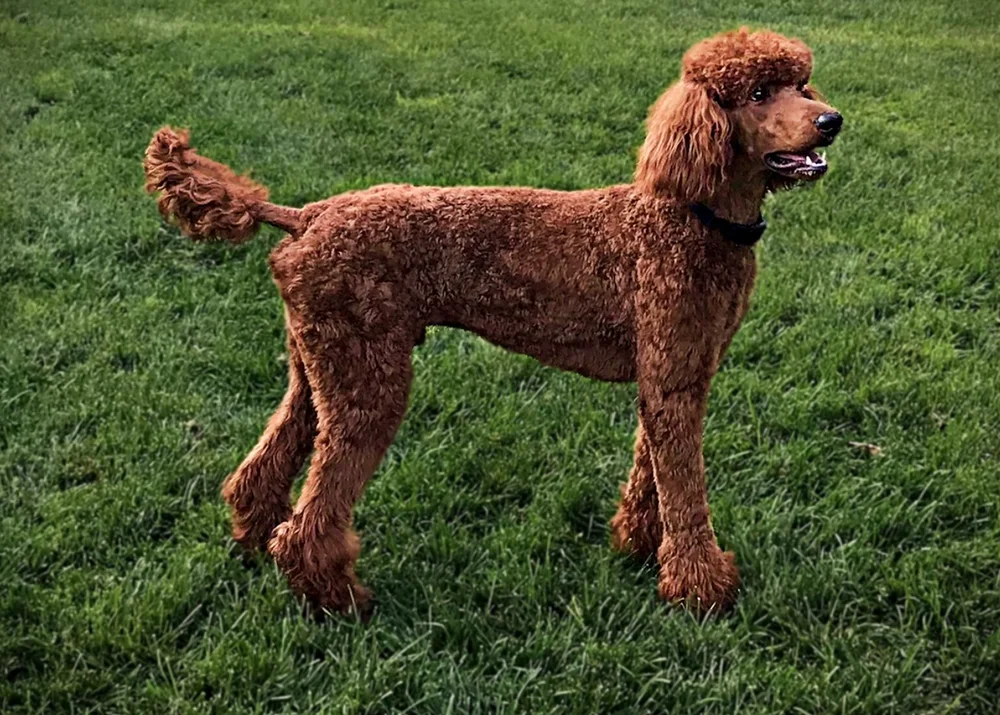 What Is A Akc Poodle