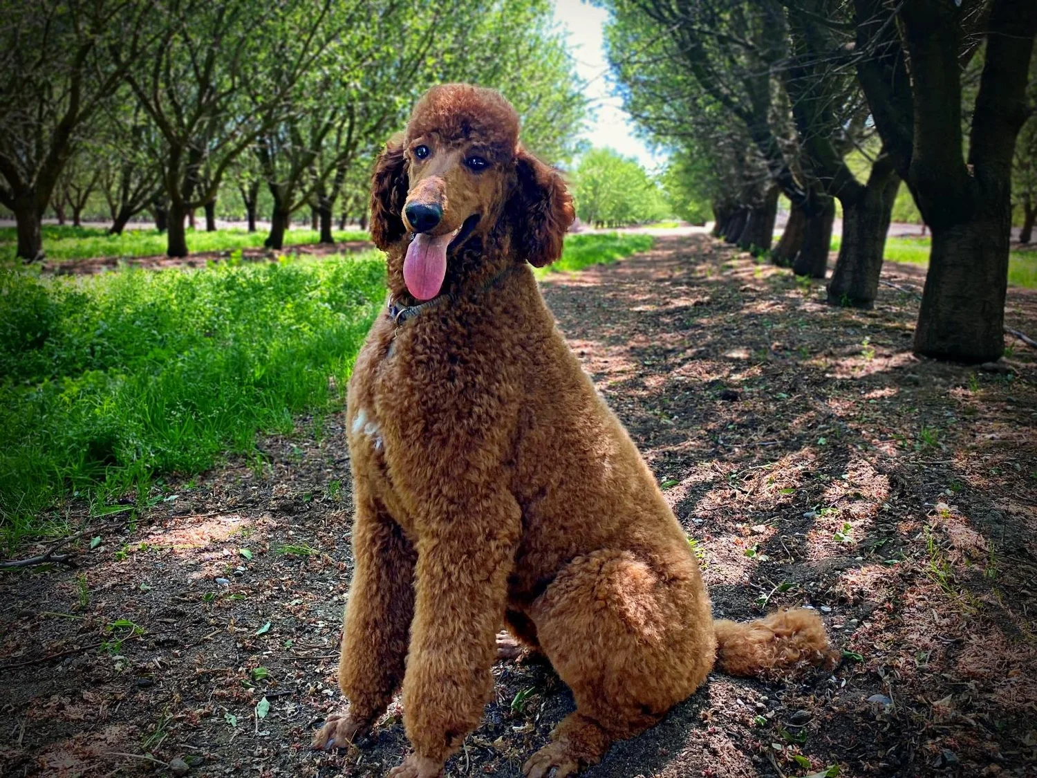 Our Females — Dry Creek Poodles