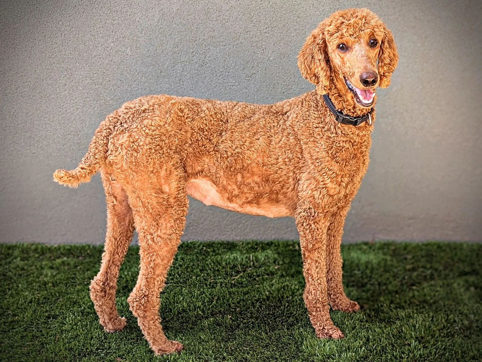 Our Females — Dry Creek Poodles