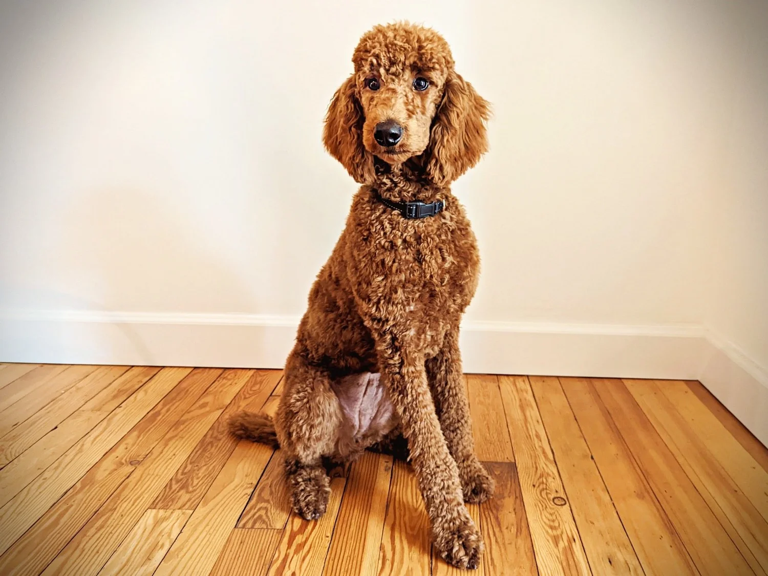 Our Females — Dry Creek Poodles