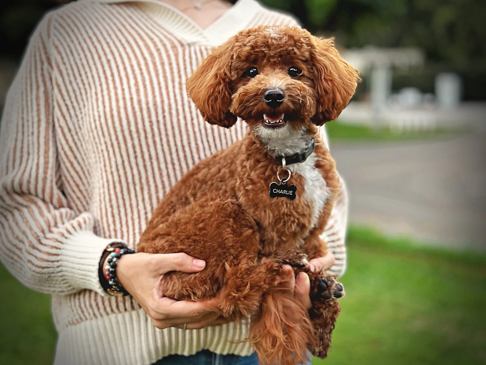 Our Males — Dry Creek Poodles