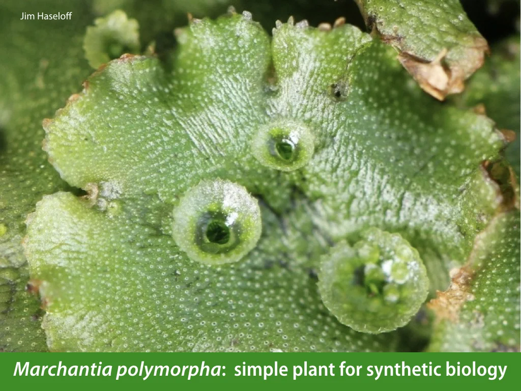 Marchantia — OpenPlant