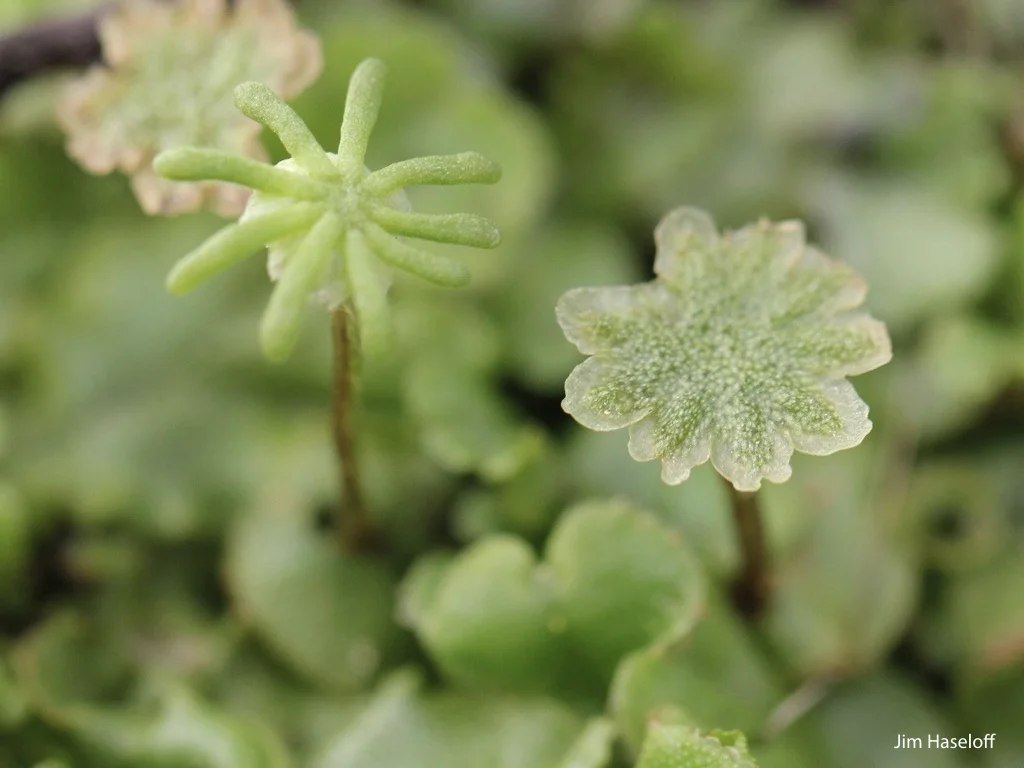 Marchantia — OpenPlant