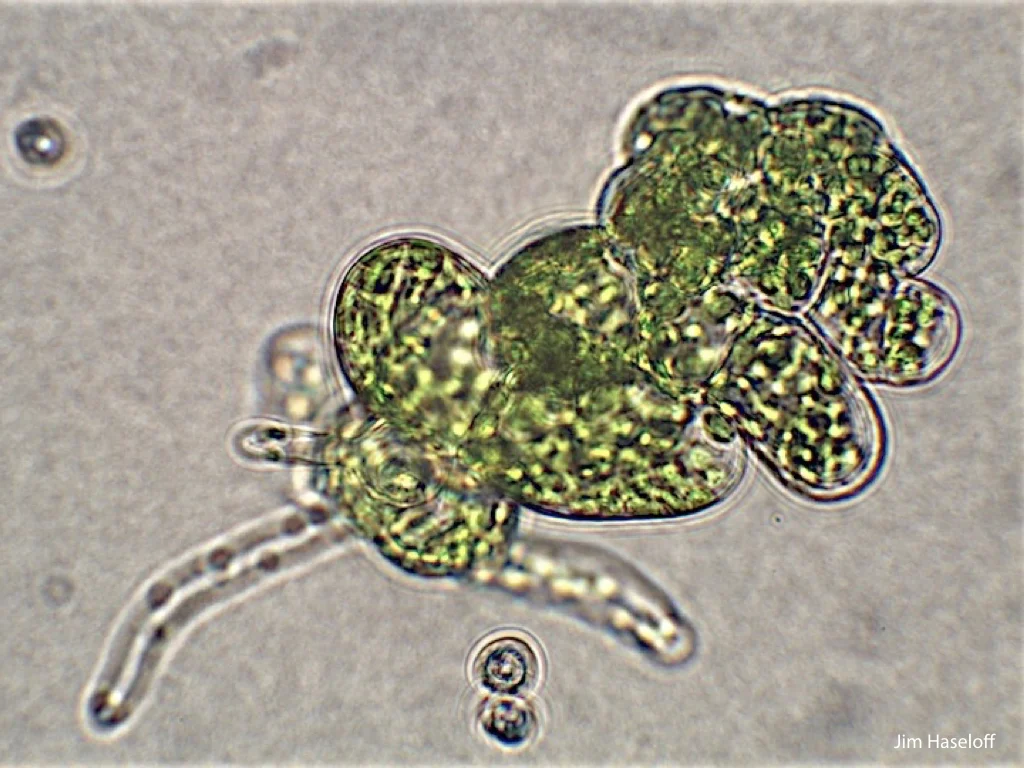 Marchantia — OpenPlant