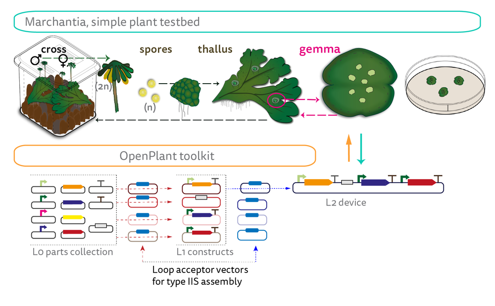 The new OpenPlant toolkit for Marchantia, a platform for basic research ...