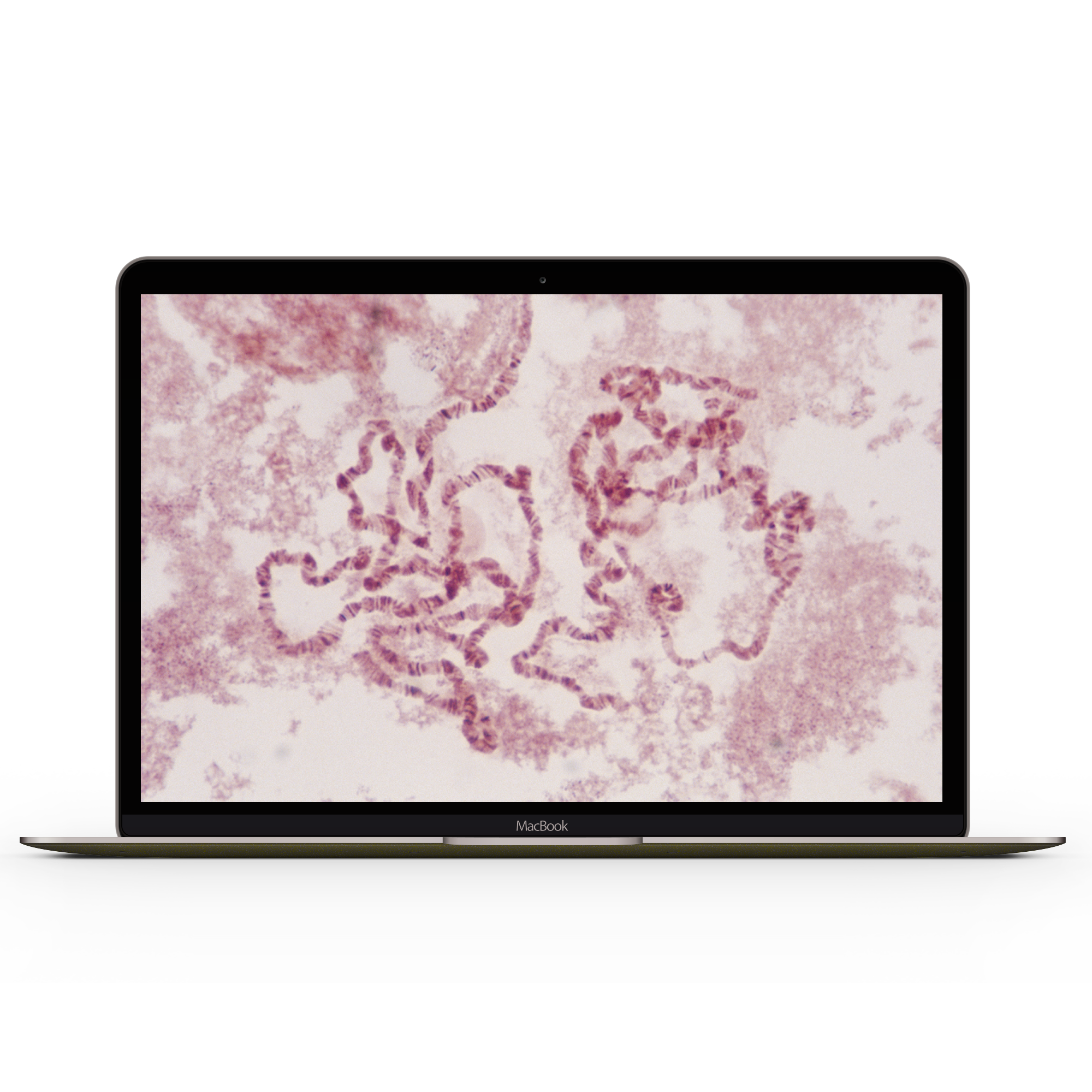 About Igenbio — Igenbio