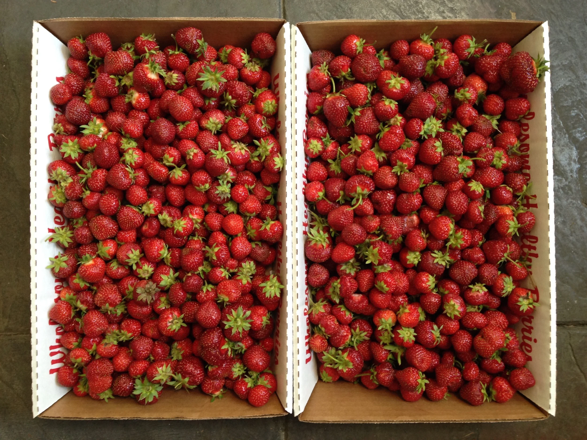 Strawberry Jam Michelle Shocked