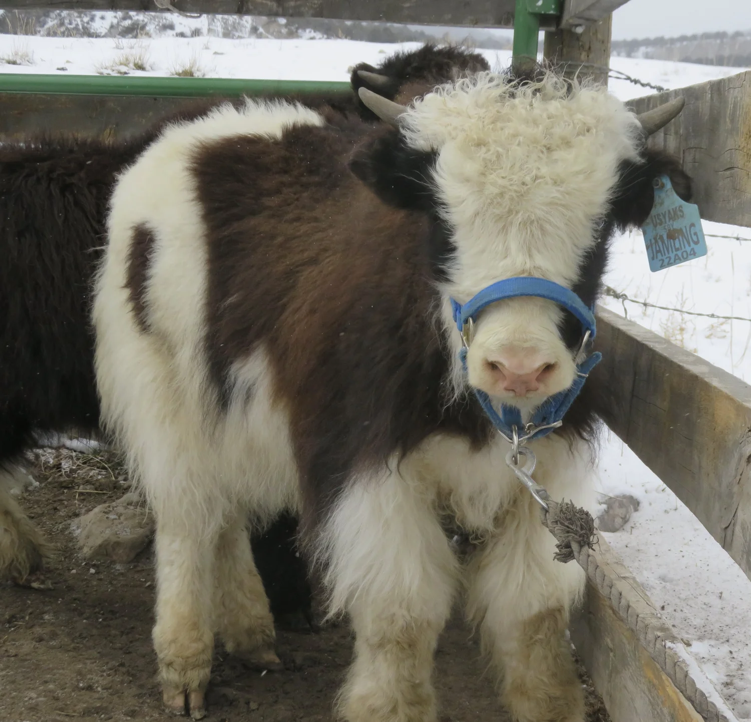Yaks for Sale in Colorado — Smiling Buddha Yaks