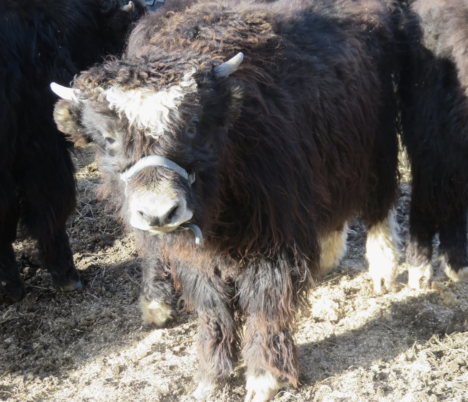 Yaks for Sale in Colorado — Smiling Buddha Yaks