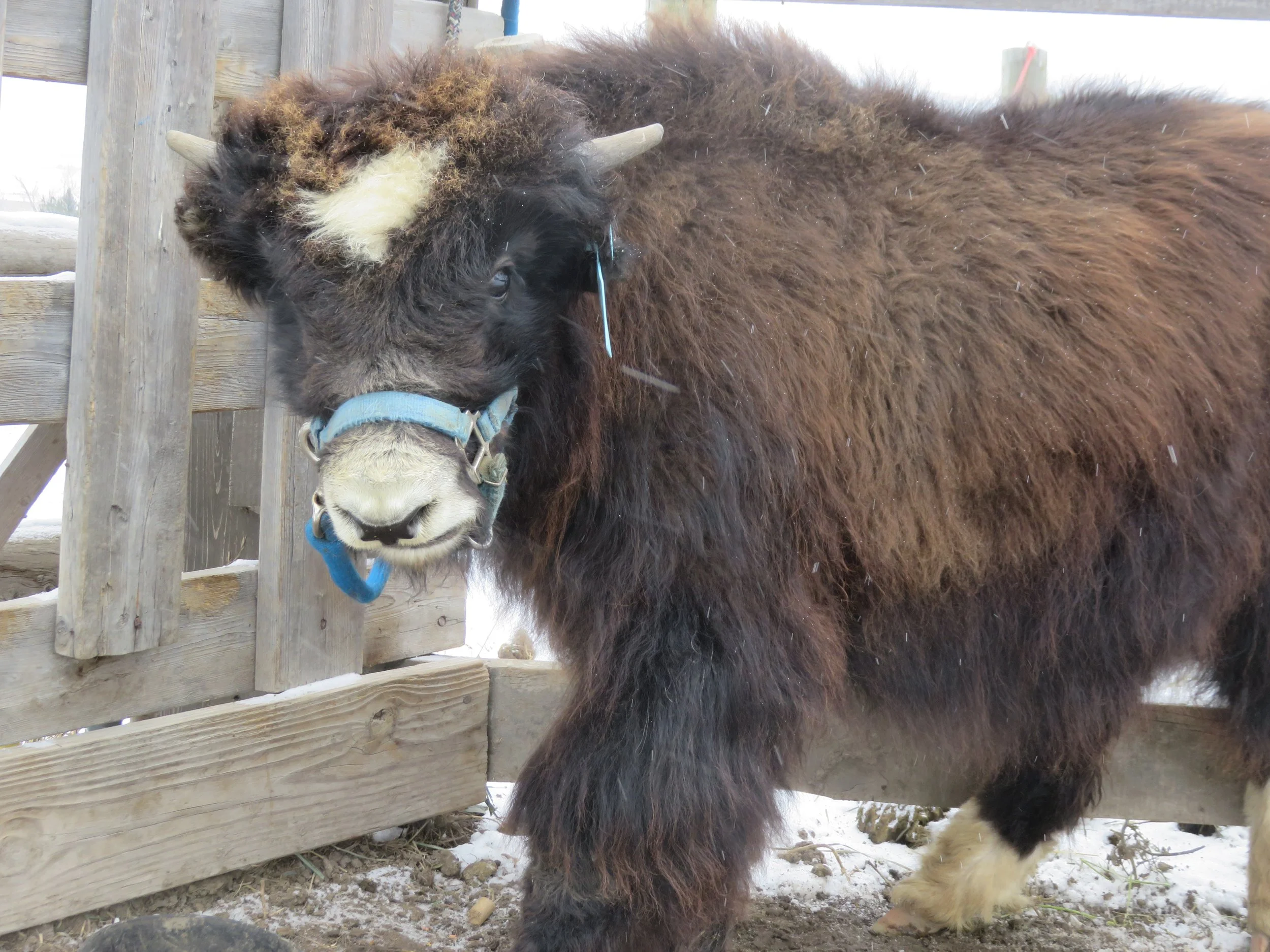 Yaks for Sale in Colorado — Smiling Buddha Yaks