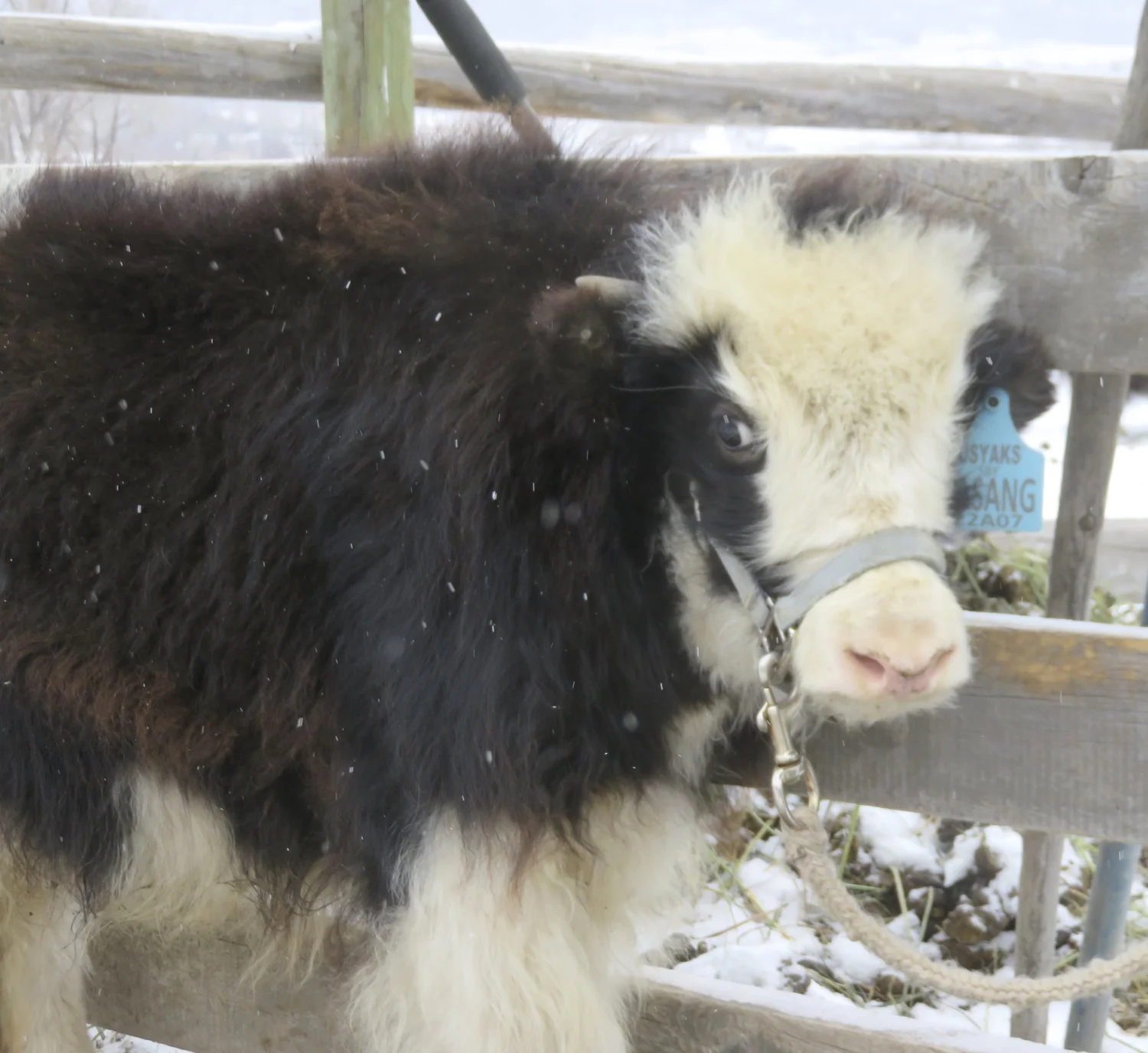 Yaks for Sale in Colorado — Smiling Buddha Yaks