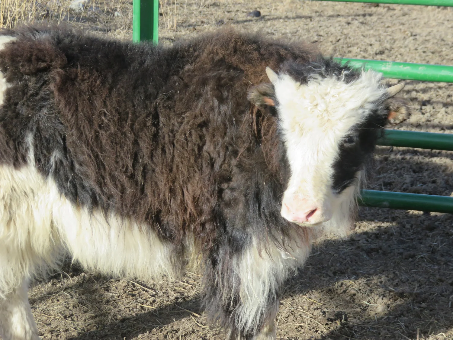 Yaks for Sale in Colorado — Smiling Buddha Yaks