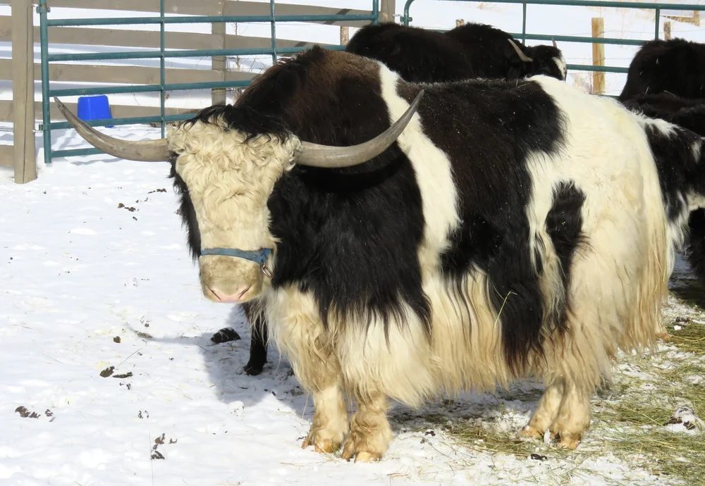 Yaks for Sale in Colorado — Smiling Buddha Yaks