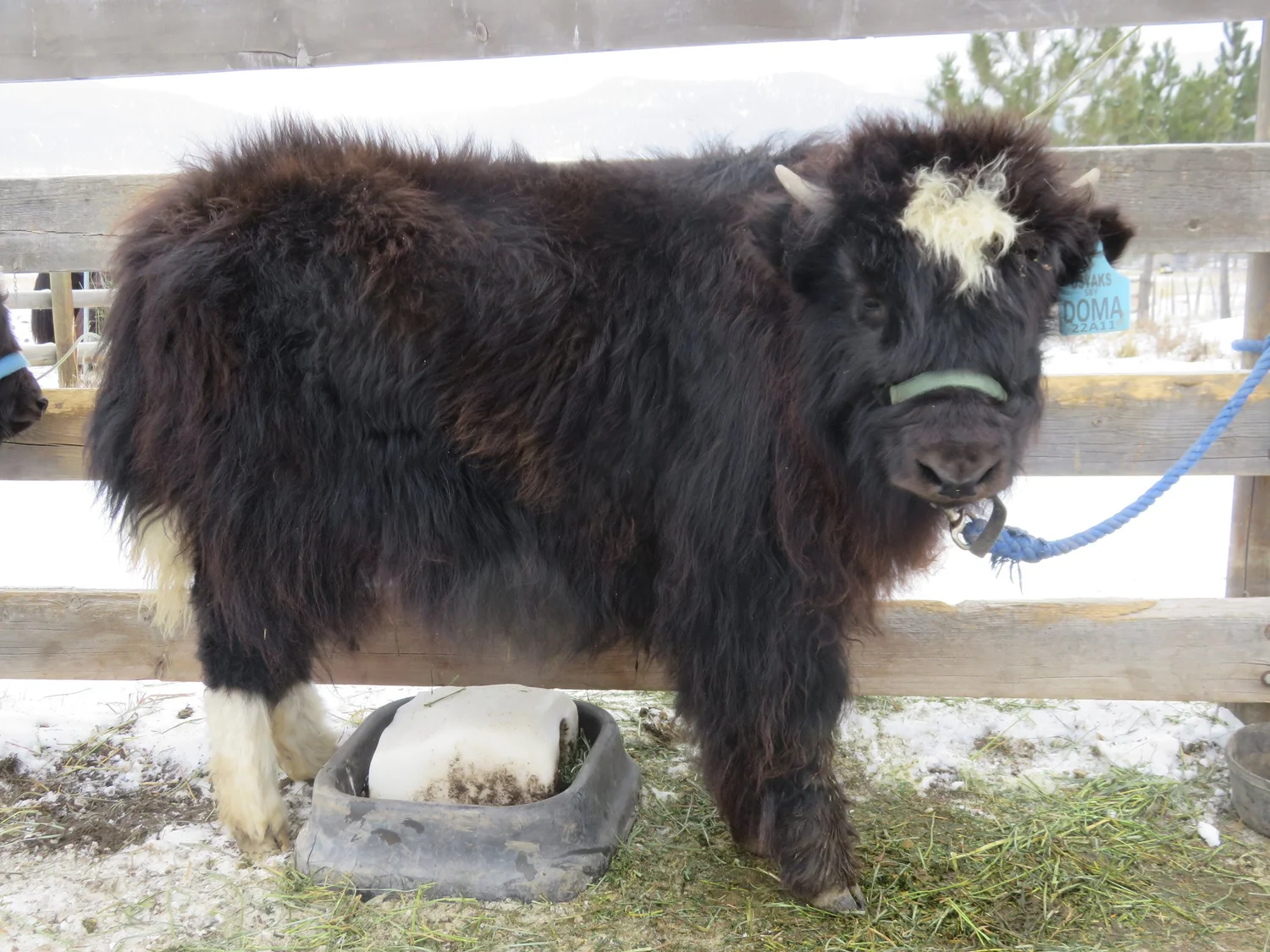 Yaks for Sale in Colorado — Smiling Buddha Yaks