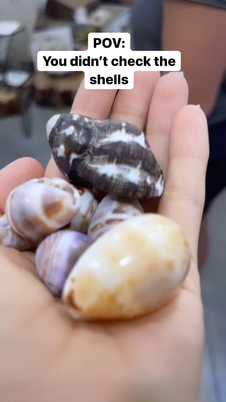 Shells in Hawaii- A Blog featuring the Journey of collecting and ...