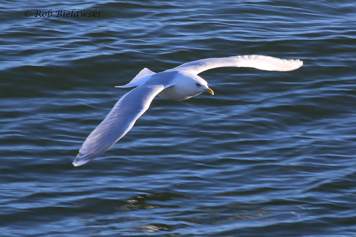 Iceland Gull — Beach Birding