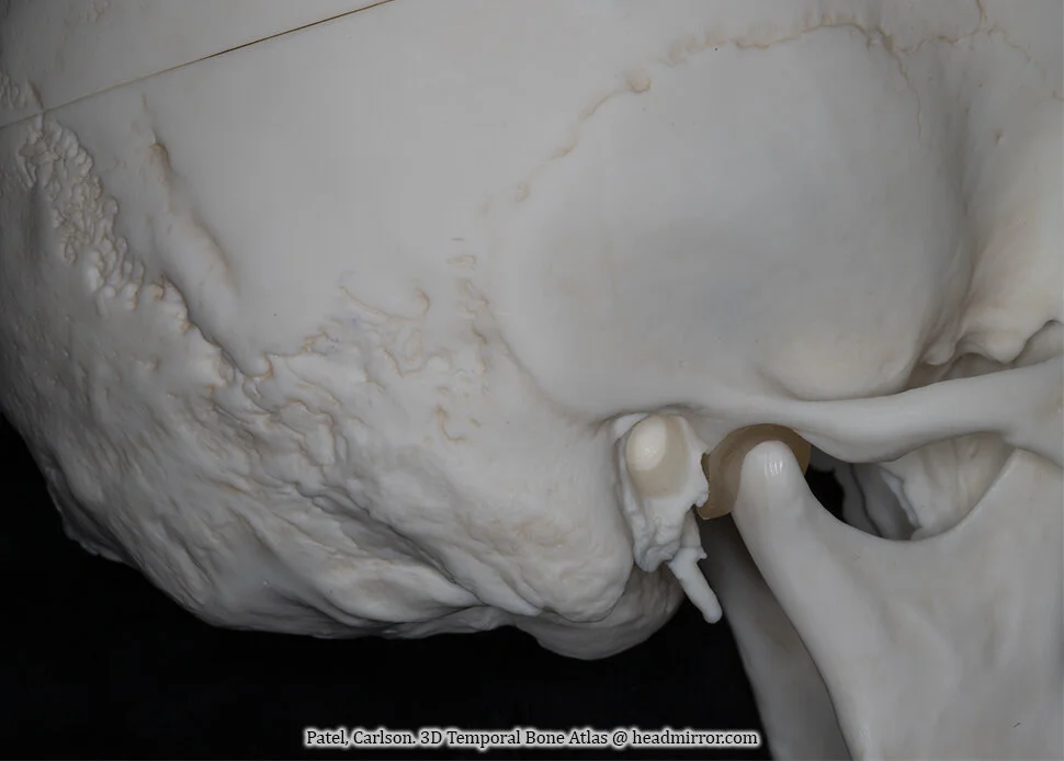 Overview of Anatomy — Headmirror