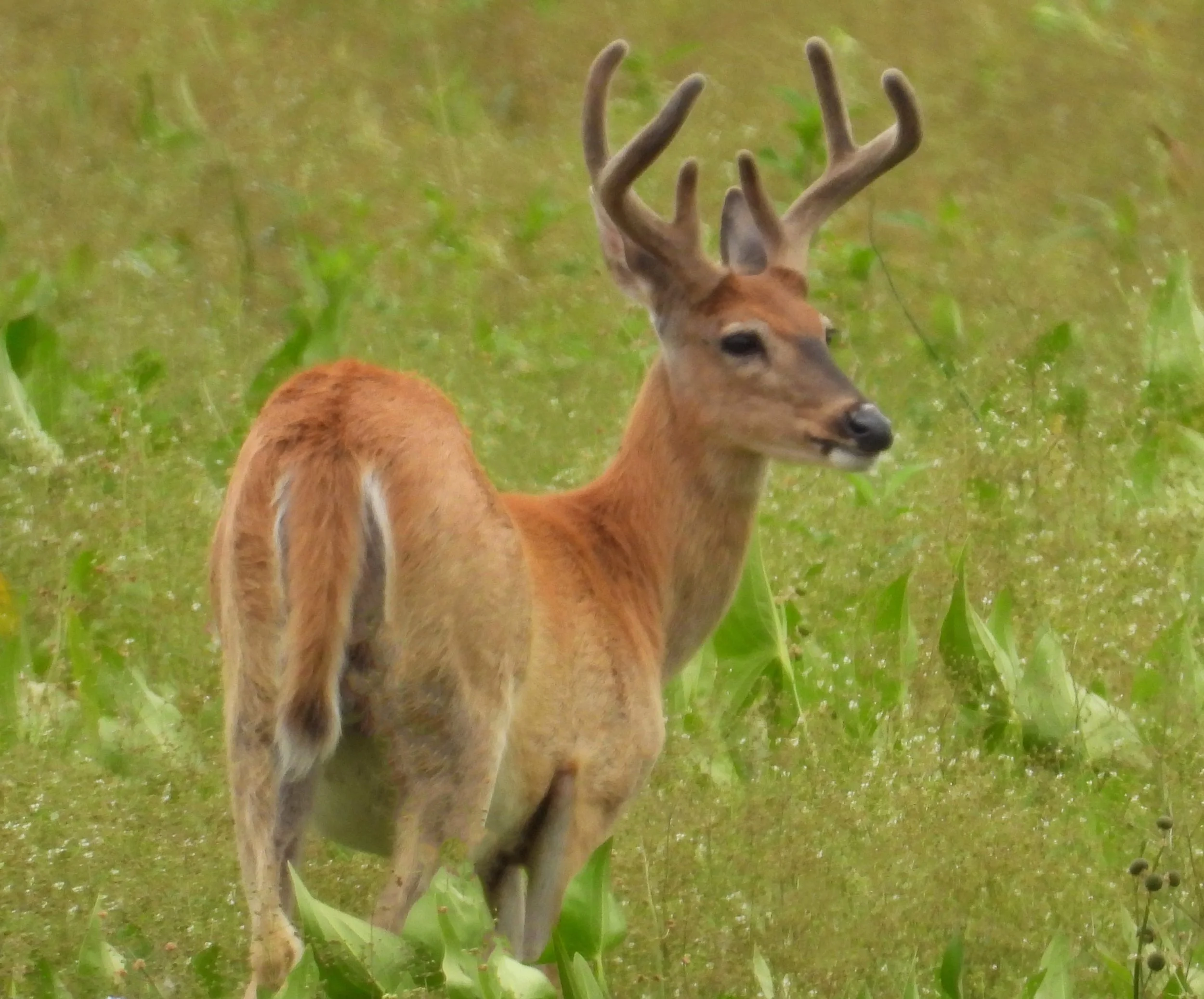 Wander Nature - Nature Blog & Photos