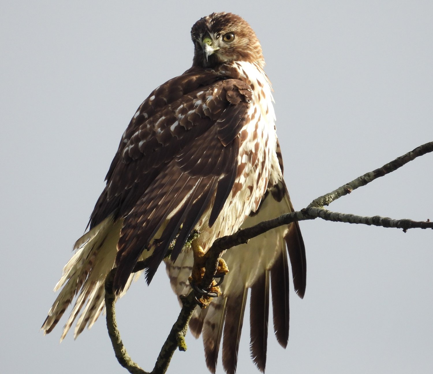 Hawk — Wander Nature