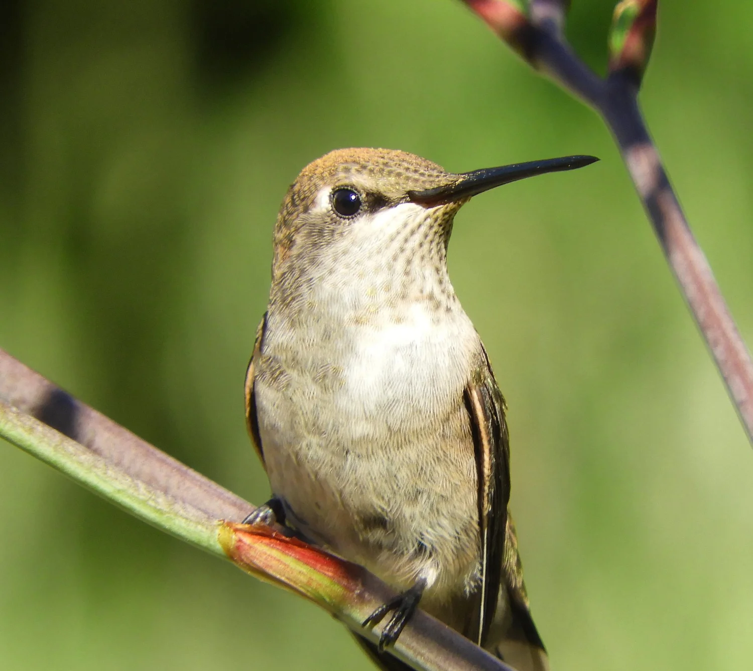 Hummingbird — Wander Nature