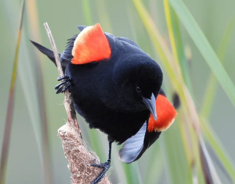 Wander Nature - Nature Blog & Photos